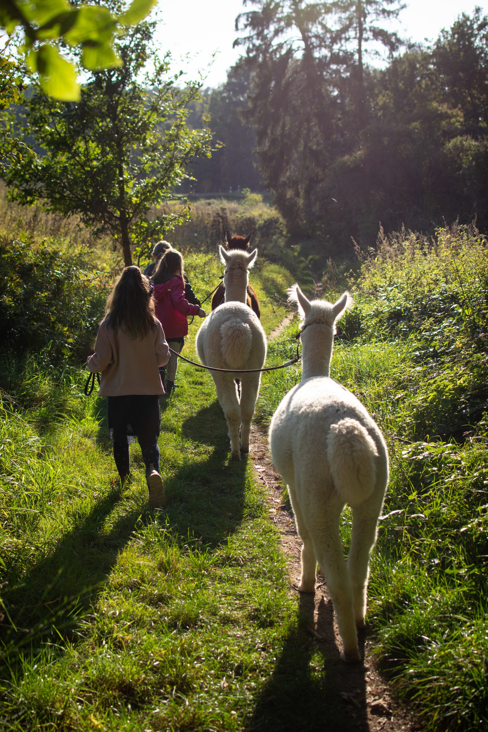 alpakas-on-tour – Events mit Alpakas in der Nähe von Kaiserslautern